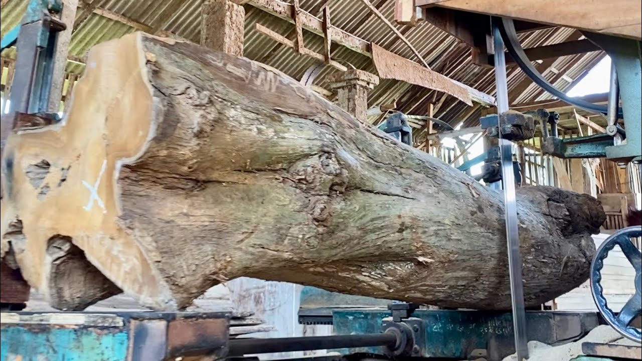 Extraordinary !! This uniquely shaped teak wood is ready to be cut ...