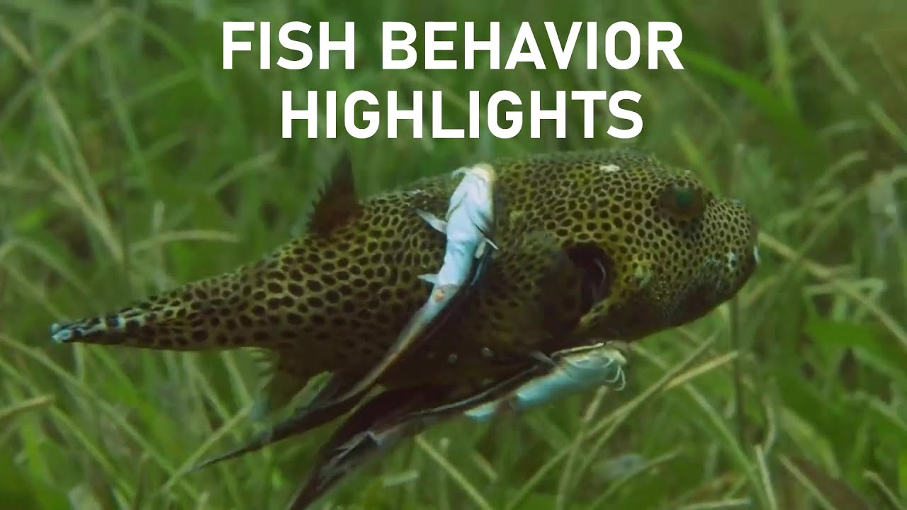 Best Of Fish Behavior - YouTube