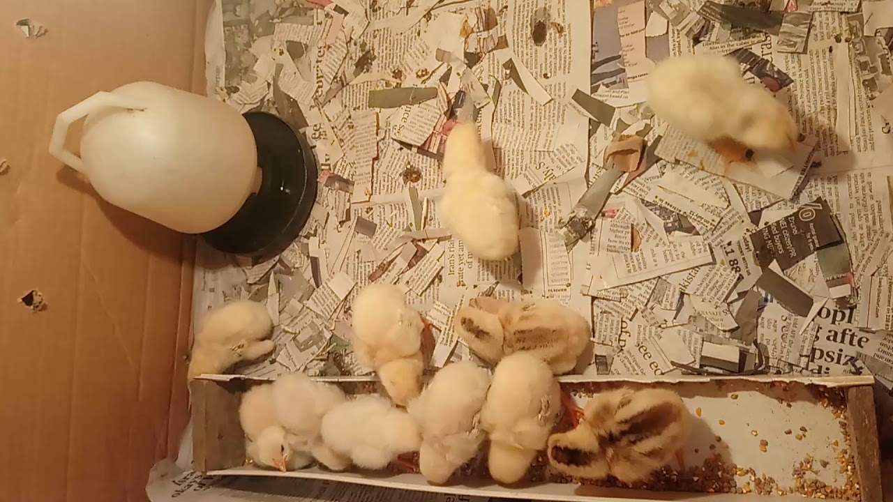 Newly Hatched chicks Using Carton box for brooding. - YouTube
