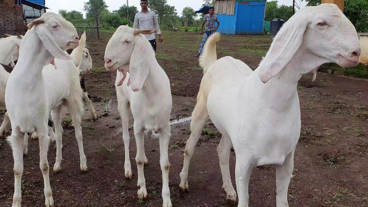 Gulabi Sojat Goats Of Darr-e-Arqam Goat Farm - YouTube