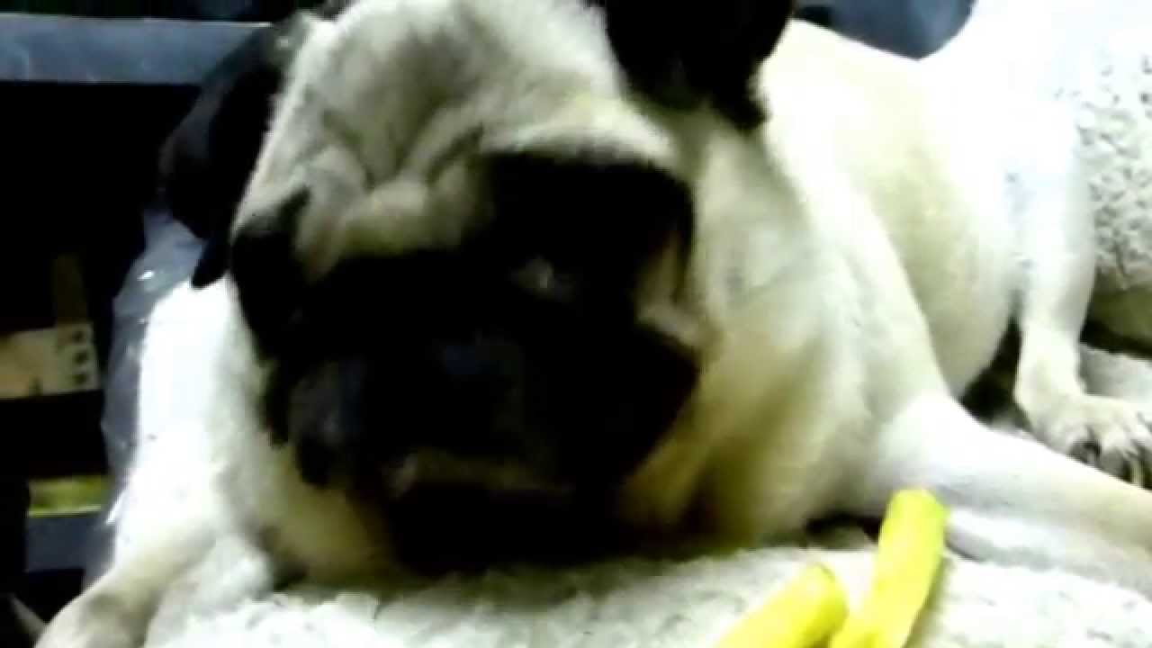 FUNNY PUG VIDEOS : WEDNESDAY = FRIES DAY FOR LOTTE - YouTube