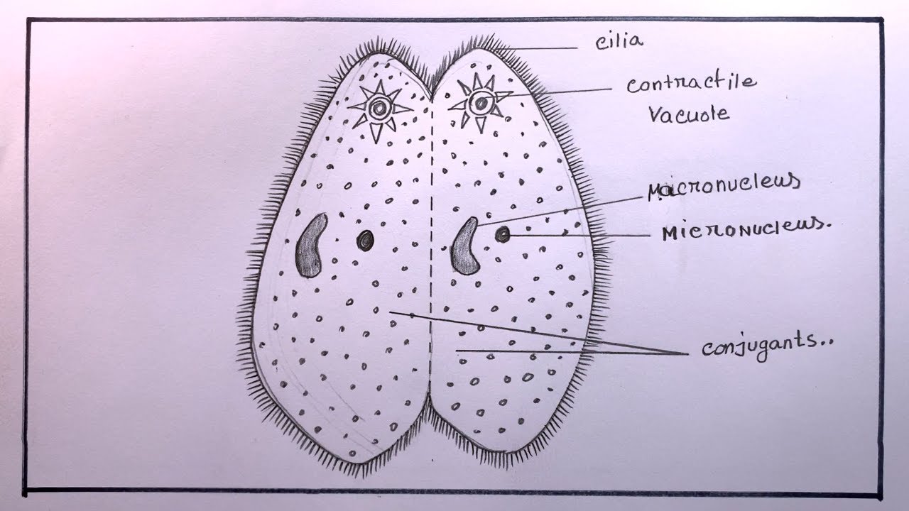 How To Draw Paramaecium in Conjugation Diagram. - YouTube