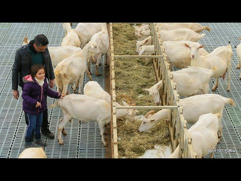 Bon SC Çiftliği Safkan Saanen Keçiler nasıl Beslenir