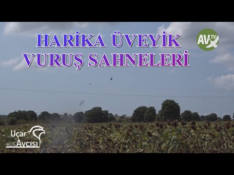 UÇAR AVCISI RAHMİ DOĞAN TRAKYA ENEZ ÜVEYİK AVI (TURTLEDOVE HUNTİNG)