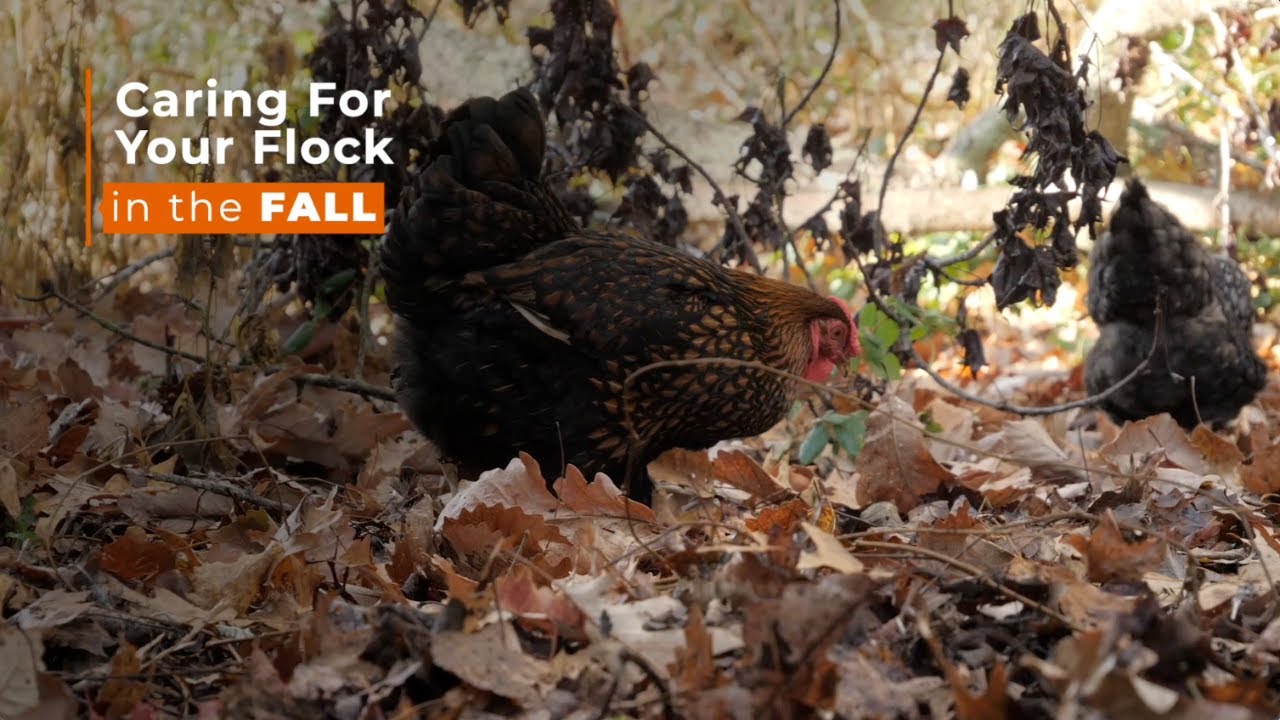 Caring for Your Chickens in the Fall - YouTube