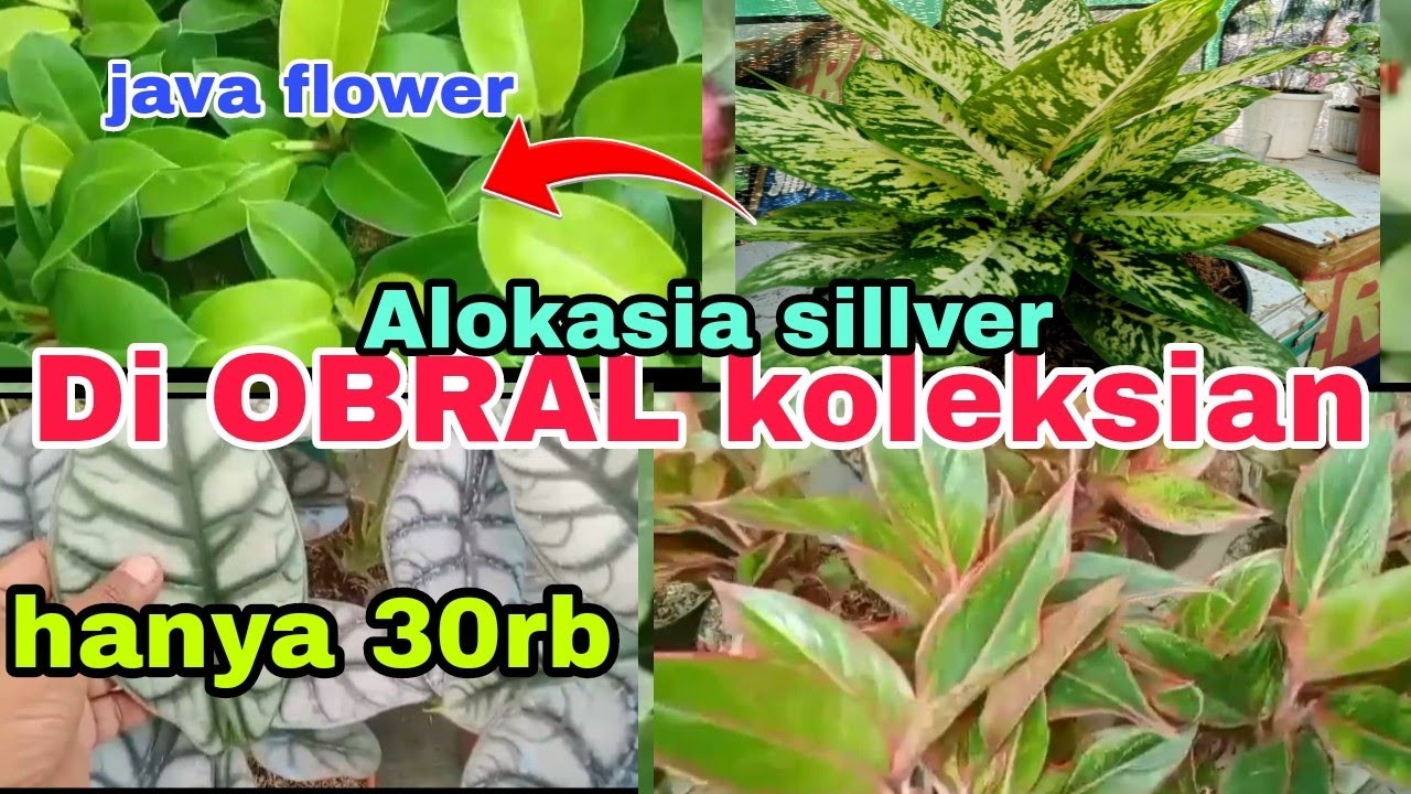 dragon silver.pilo lemon.red siam.murah di obral@javaflower1090wanto ...