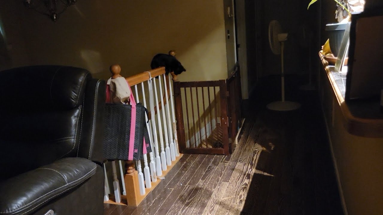 my cat thinks she is an acrobat , and she does not have a safety net ...