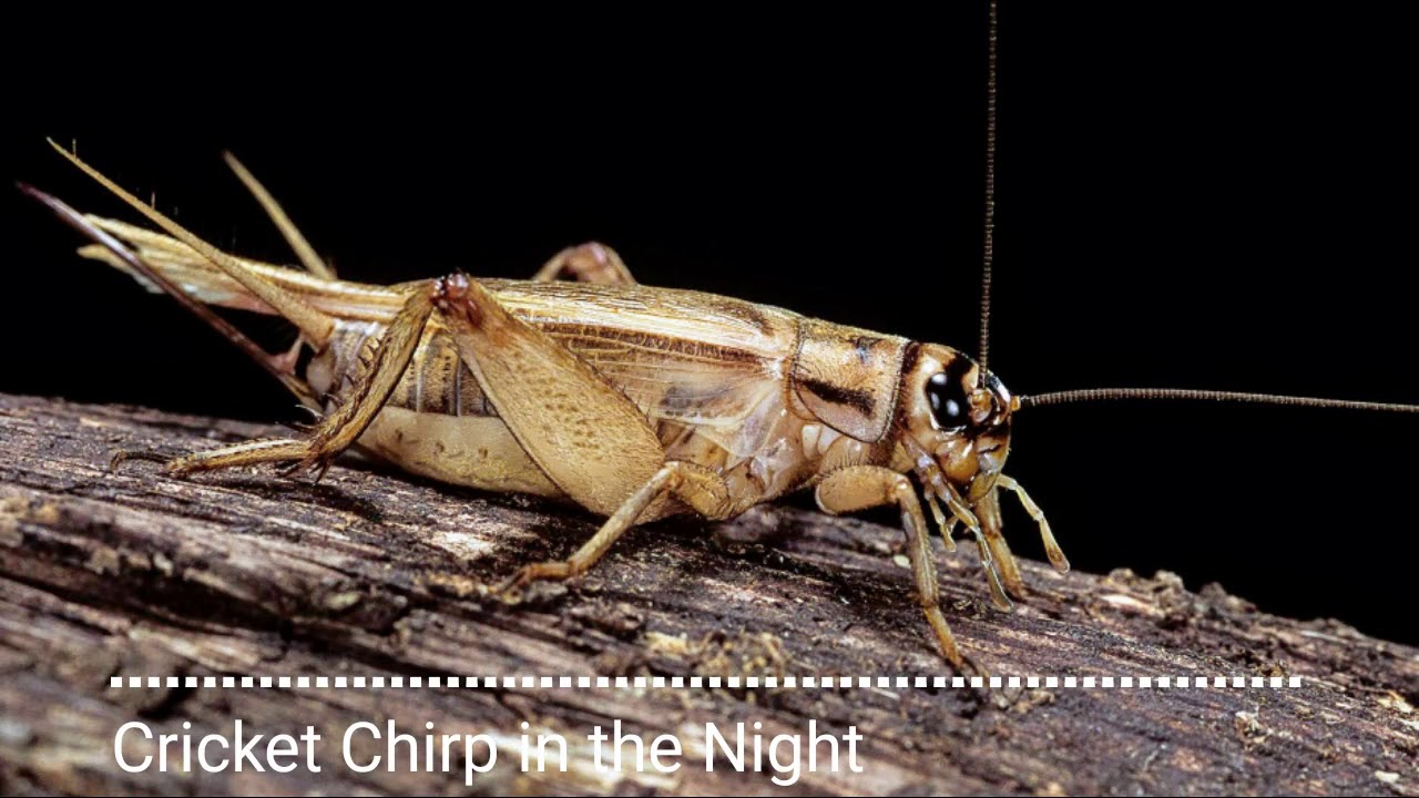 Animal sounds, Cricket Chirp in the Night - YouTube