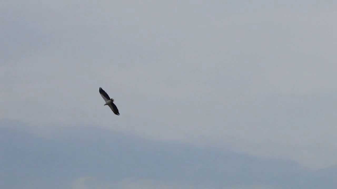 The Majestic White Bellied Seaeagle @ Lor Halus(Red Bridge)-Singapore ...