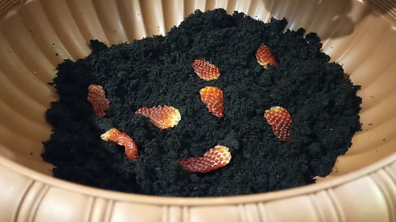 Cara mudah semai pokok strawberry - YouTube