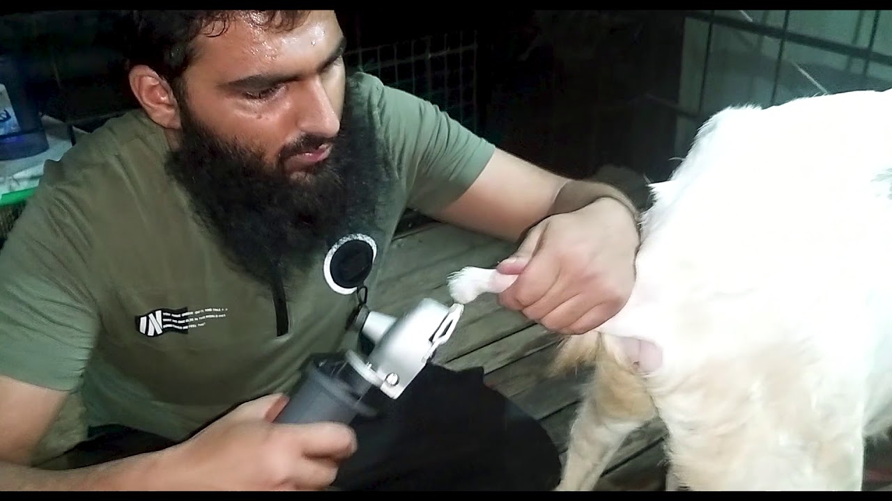 Bakri ki Dum ke bal kaatne Ka Tarika how to crop goats tail hair - YouTube