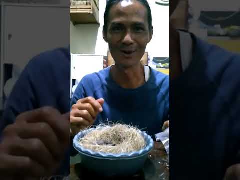 obat mencret cucak rowo mbah yono .