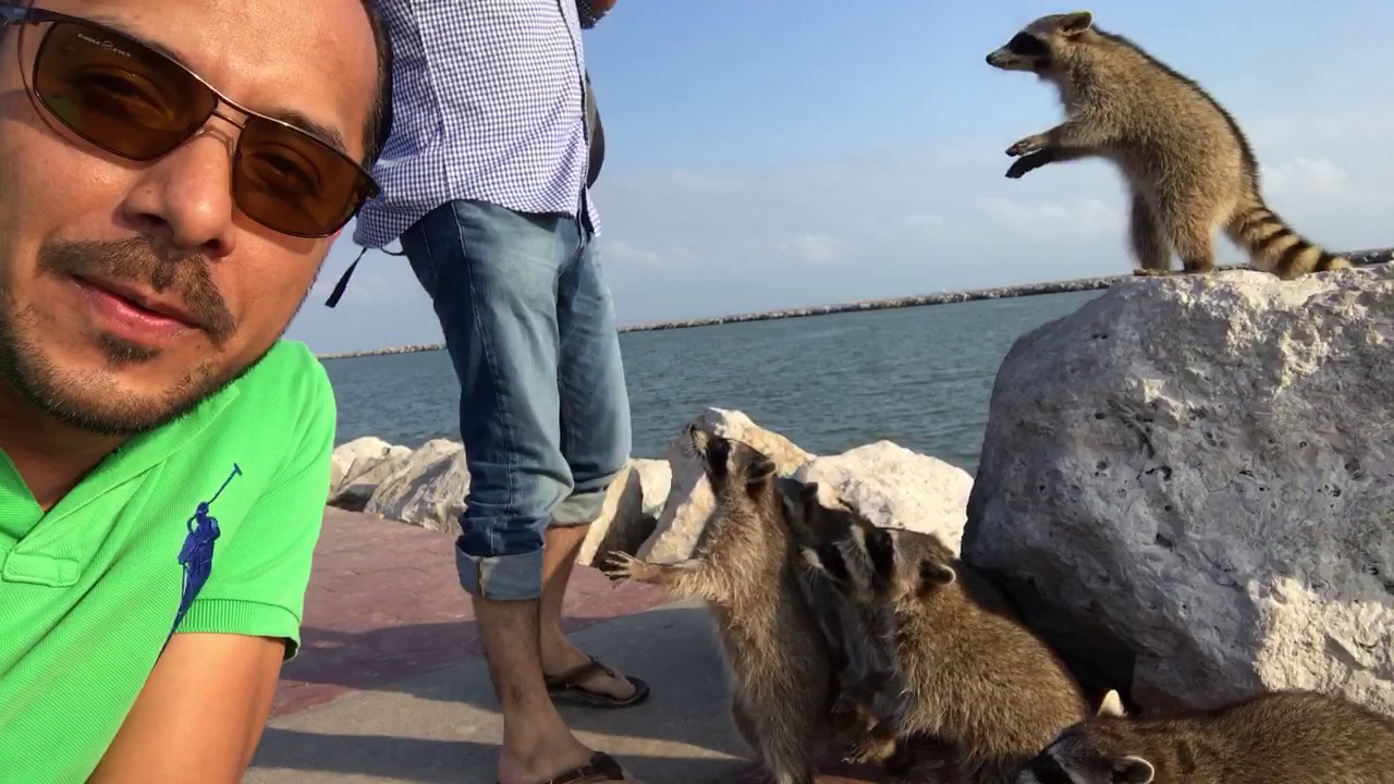 LOS MAPACHES DE TAMPICO - YouTube