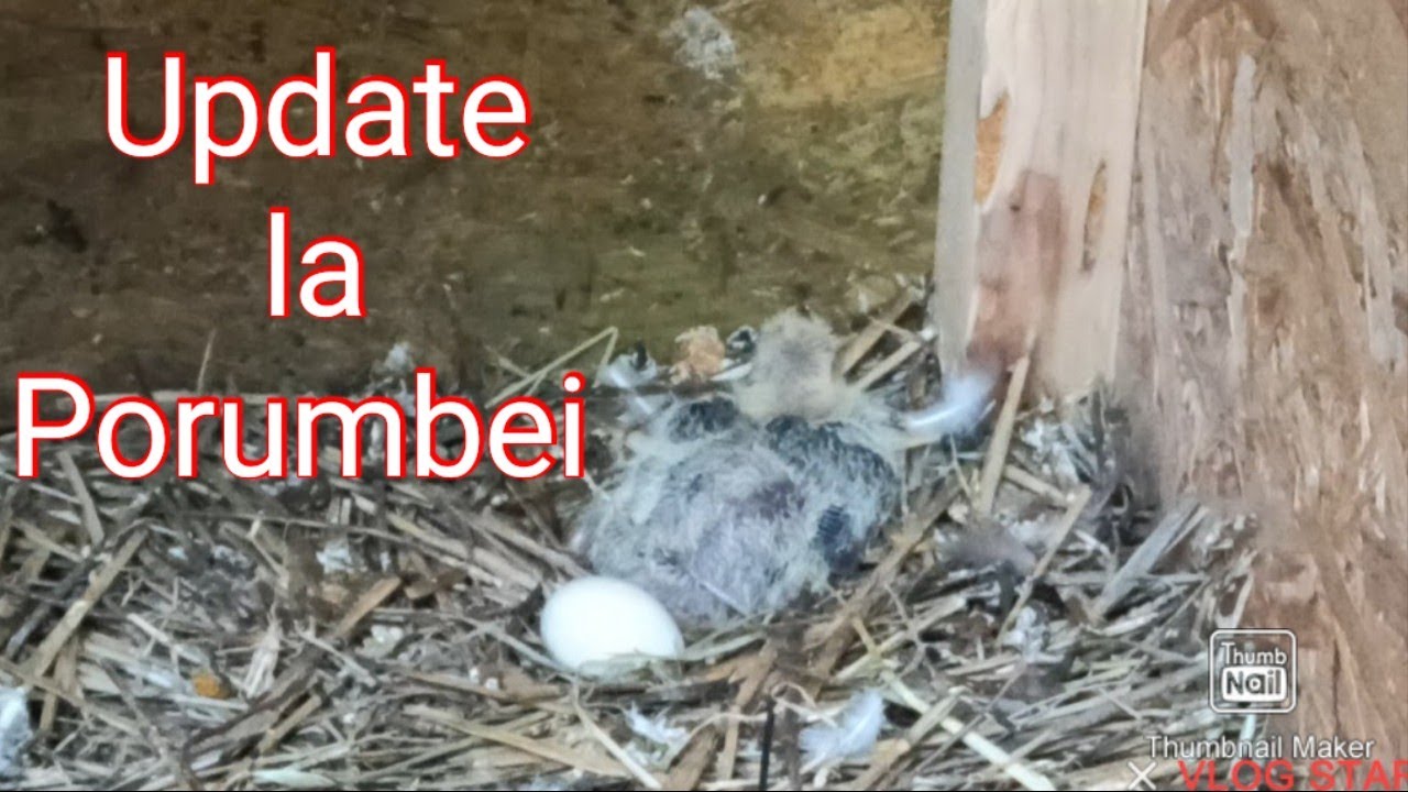 Update la Porumbei King + surpriză 😍 - YouTube