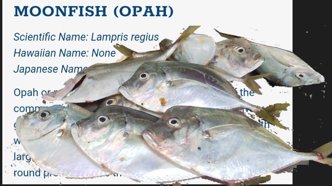 OPAH (MOON FISH) | how to clean the Opah fish - YouTube