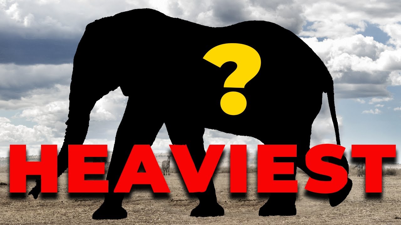 What Are The Heaviest Animals On Earth? - YouTube