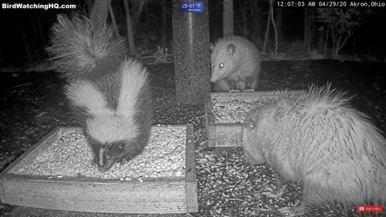 3 Opossums, 1 Skunk, and 1 Fight ... BWHQ, Akron, OH - YouTube