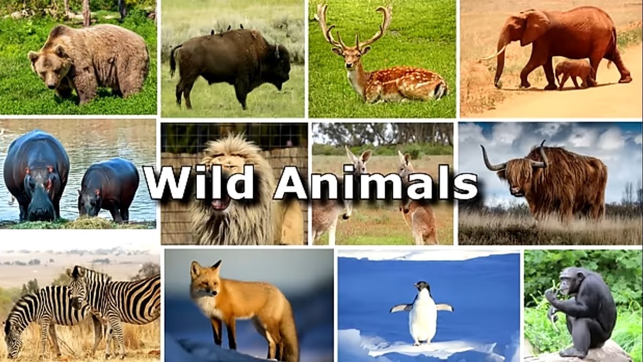 Wild Animals Names And Sounds [ Bad Version ] - YouTube