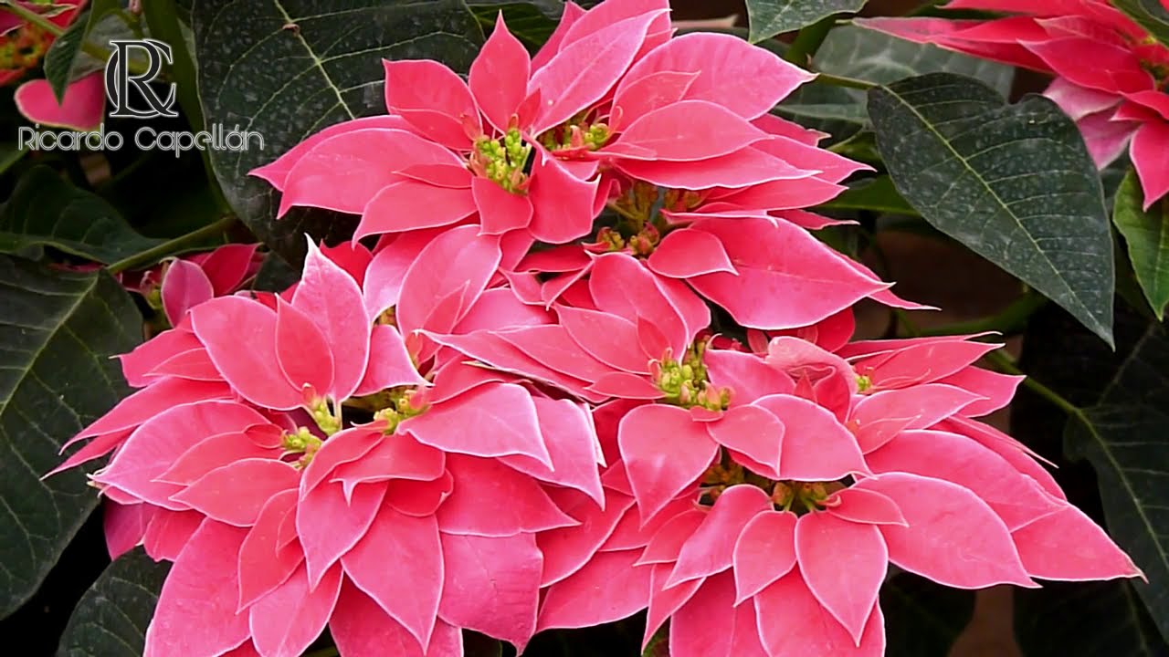 Venta de Nochebuena | Tenango de las Flores | Ricardo Capellán ...