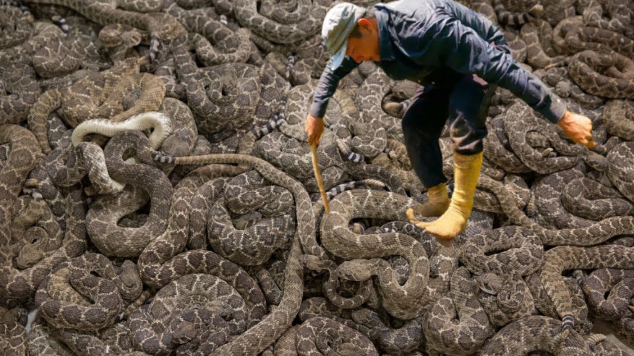 Man Sees Room Full Of Snakes - When He Realizes What They're Guarding ...