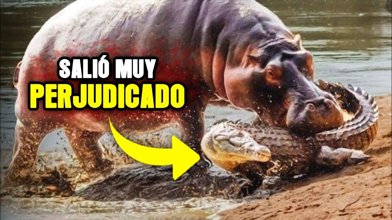 10 Momentos Animales Salvajes Atacan Al Hipopótamo Equivocado | Animales Salvajes - YouTube