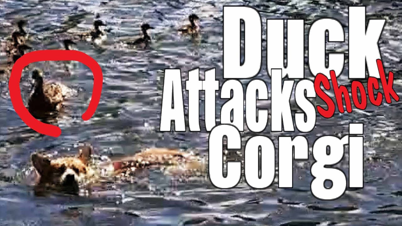Duck attacks corgi and protects ducklings - YouTube