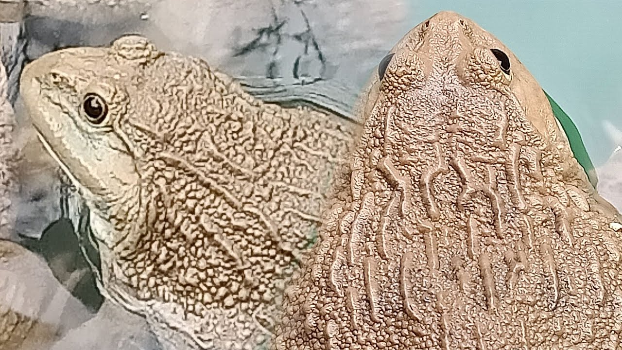 Welcome to Healthy Frog Farm, African Bullfrog or Giant Bullfrog in ...