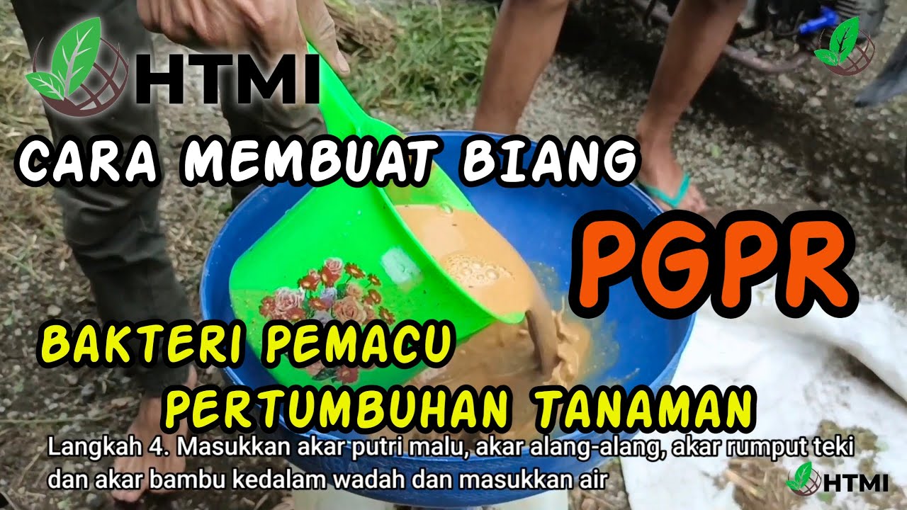 Cara Membuat PGPR: Bakteri Perangsang Pertumbuhan Tanaman - YouTube