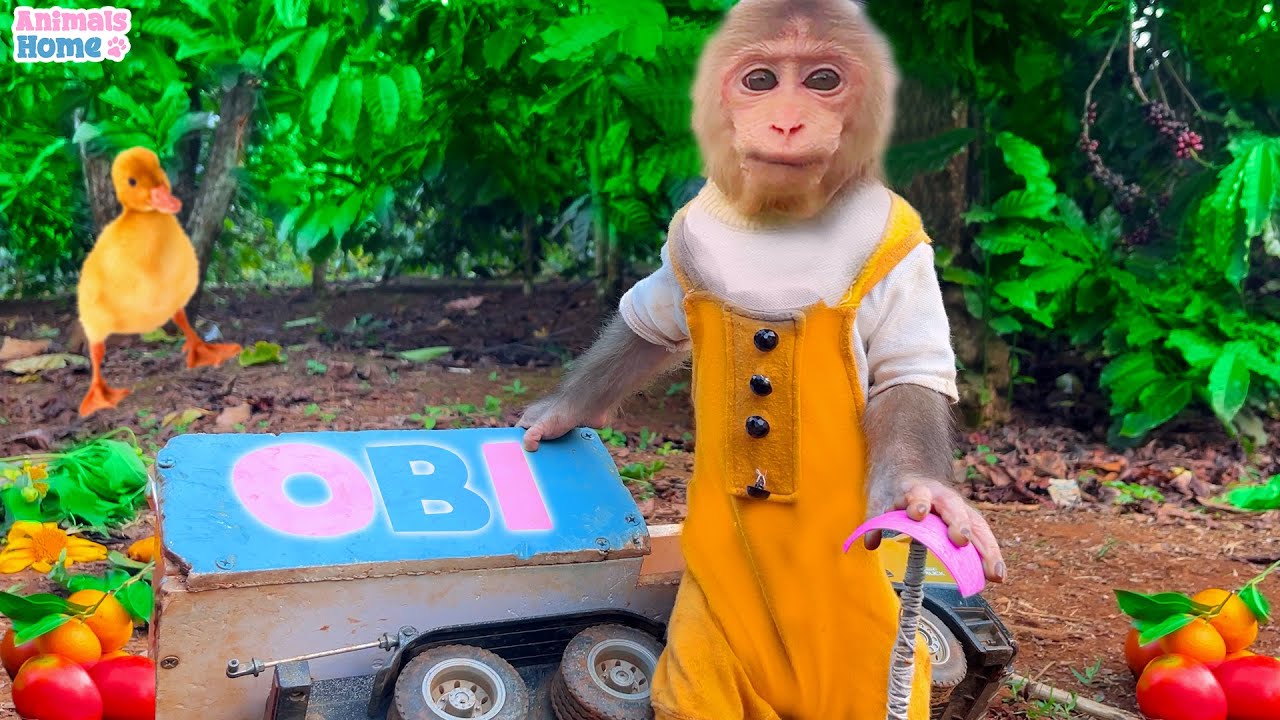Obi helps dad pick fruit for the duckling - YouTube