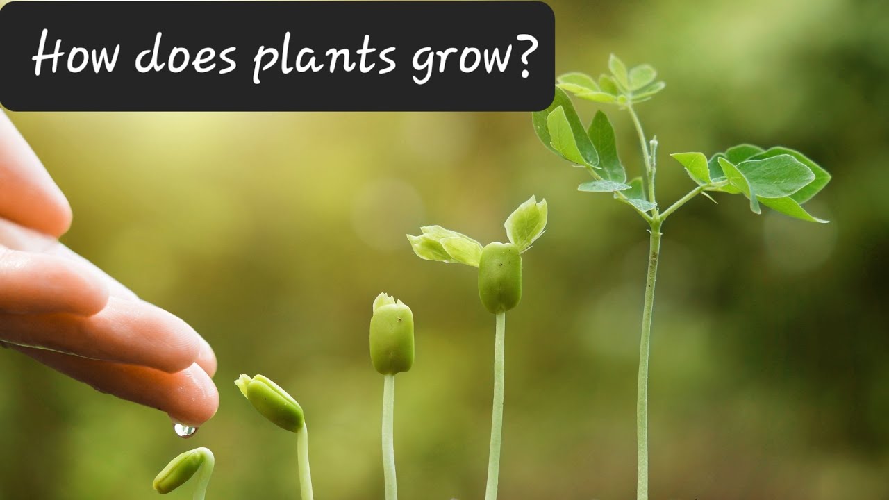 How does plants grow? - YouTube