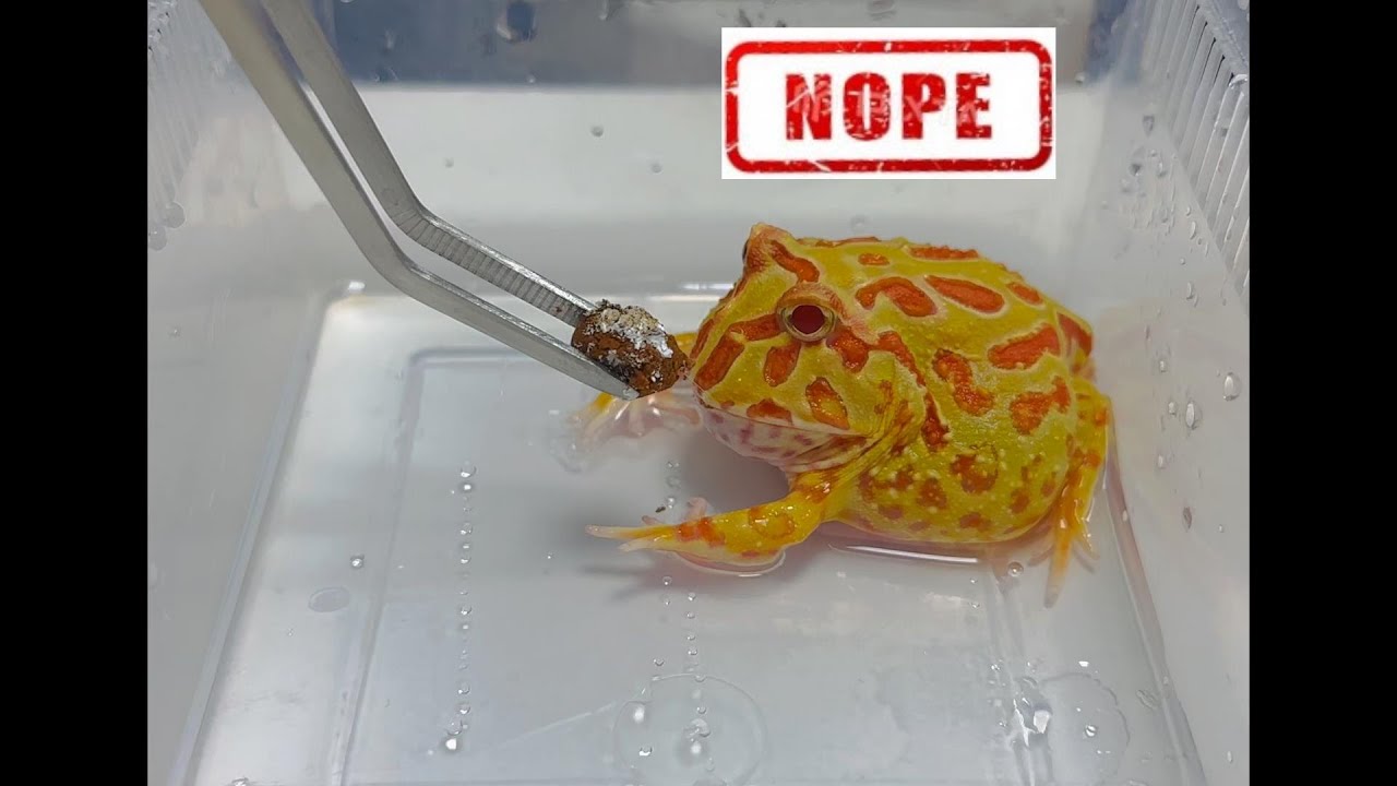 角蛙餵食-球哥 / Pacman Frog feeding-Bulldozer - YouTube