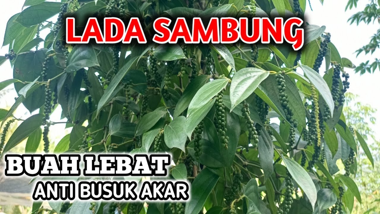 LADA SAMBUNG MELADA ANTI BUSUK AKAR.... - YouTube