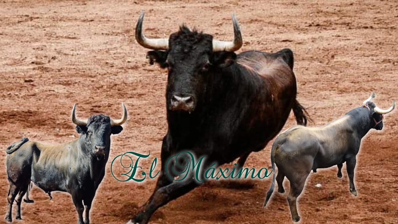 Elegante Y Magnífico Toro El Maximo De La San Francisco Debuta A Lo ...