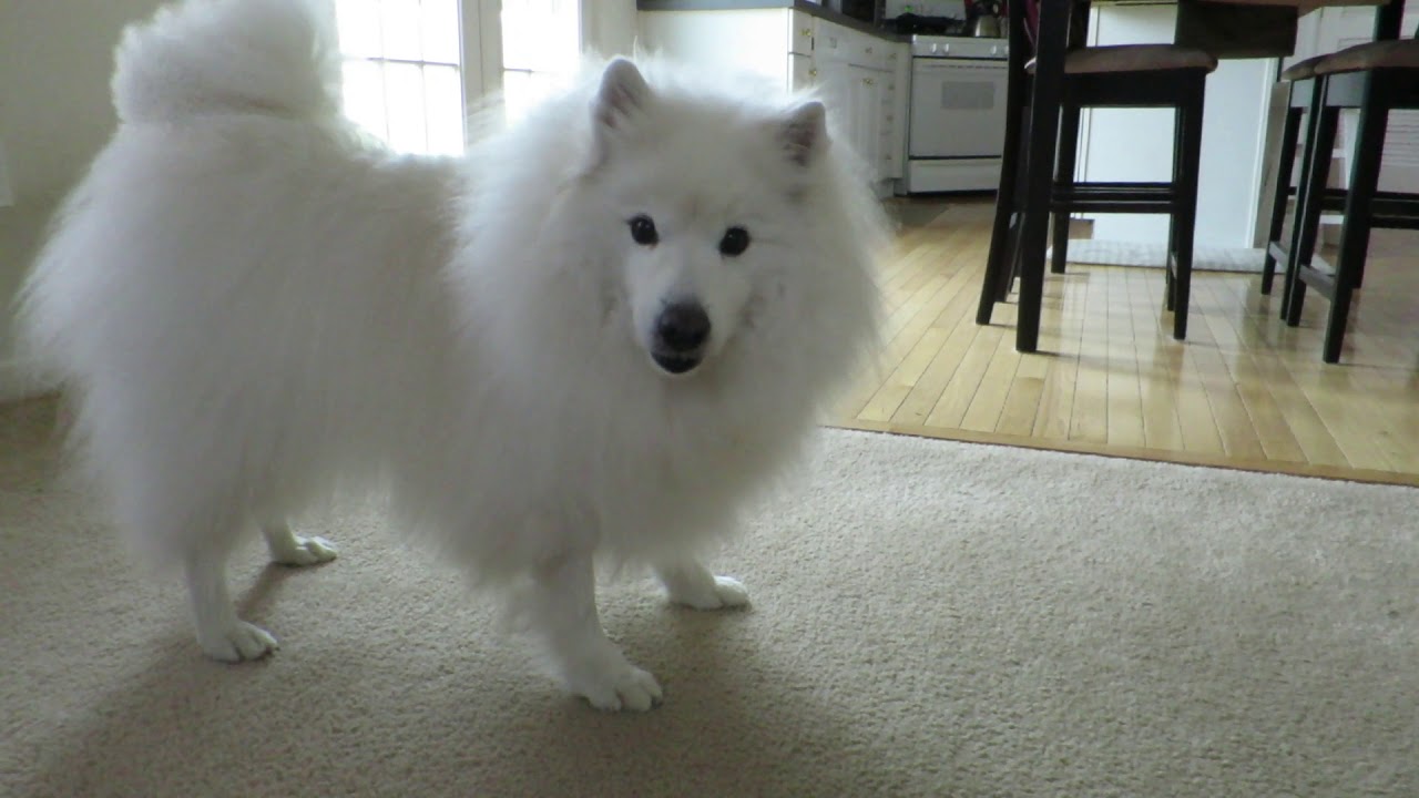 Crying over the loss of our beloved Atka, the AMAZING Eskie! - YouTube