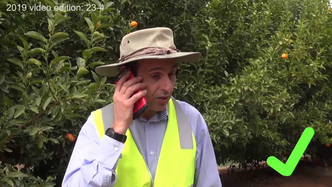 Citrus harvest labour - Safety - YouTube