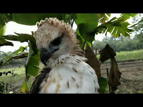 Elang brontok Sumatera - YouTube