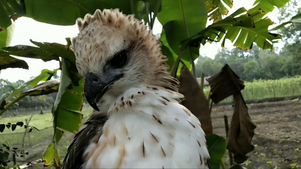 Elang brontok Sumatera - YouTube