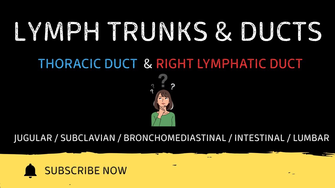 Lymphatic Trunks and Ducts Explained | Types, Functions | HAP-1 ...