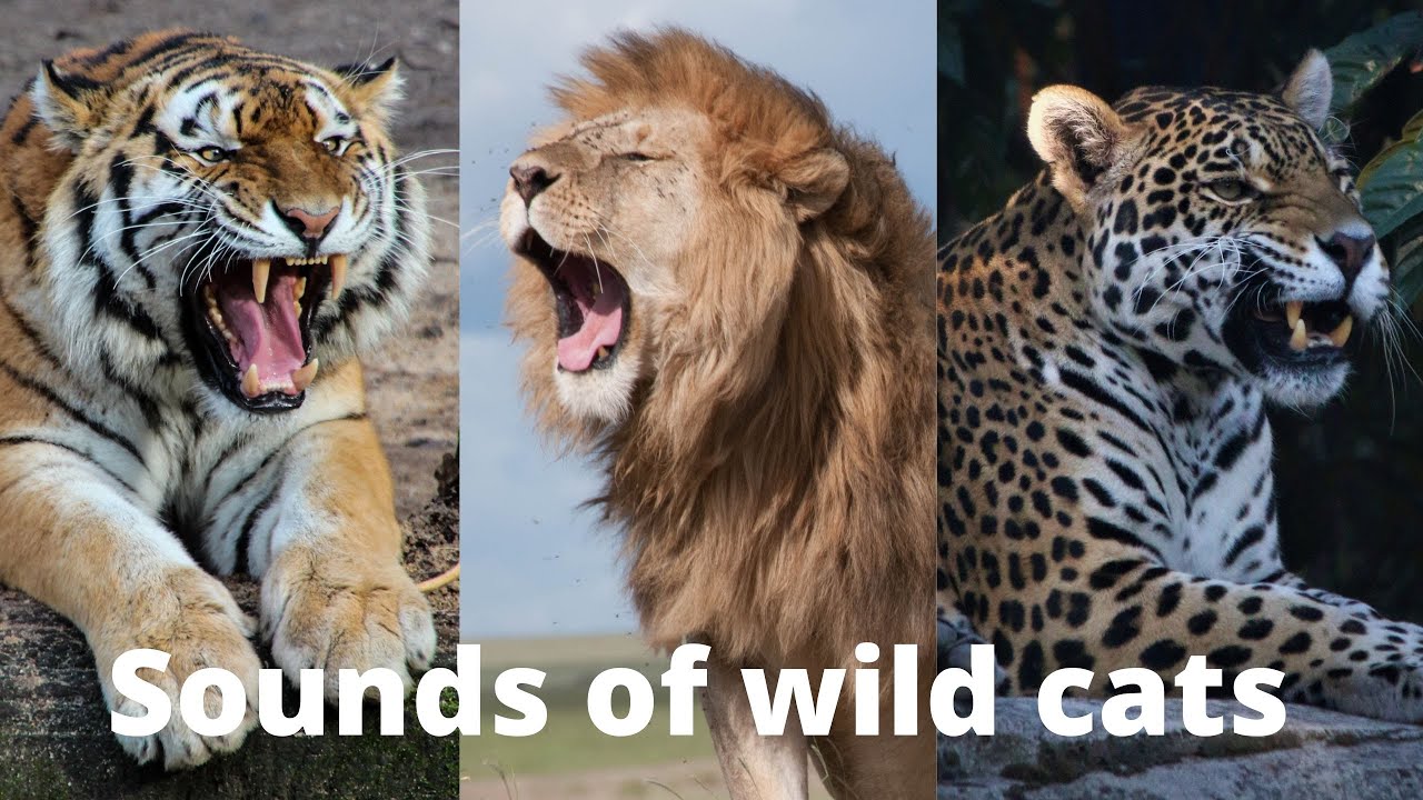 Sounds of wild cats / Cat voices / Try to guess who is who? / As the ...