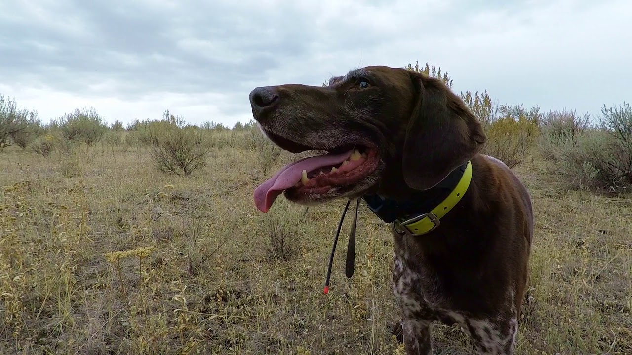 Chukar Hunting in Washington - Part VI - YouTube