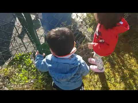 Cat cat bye cat - YouTube