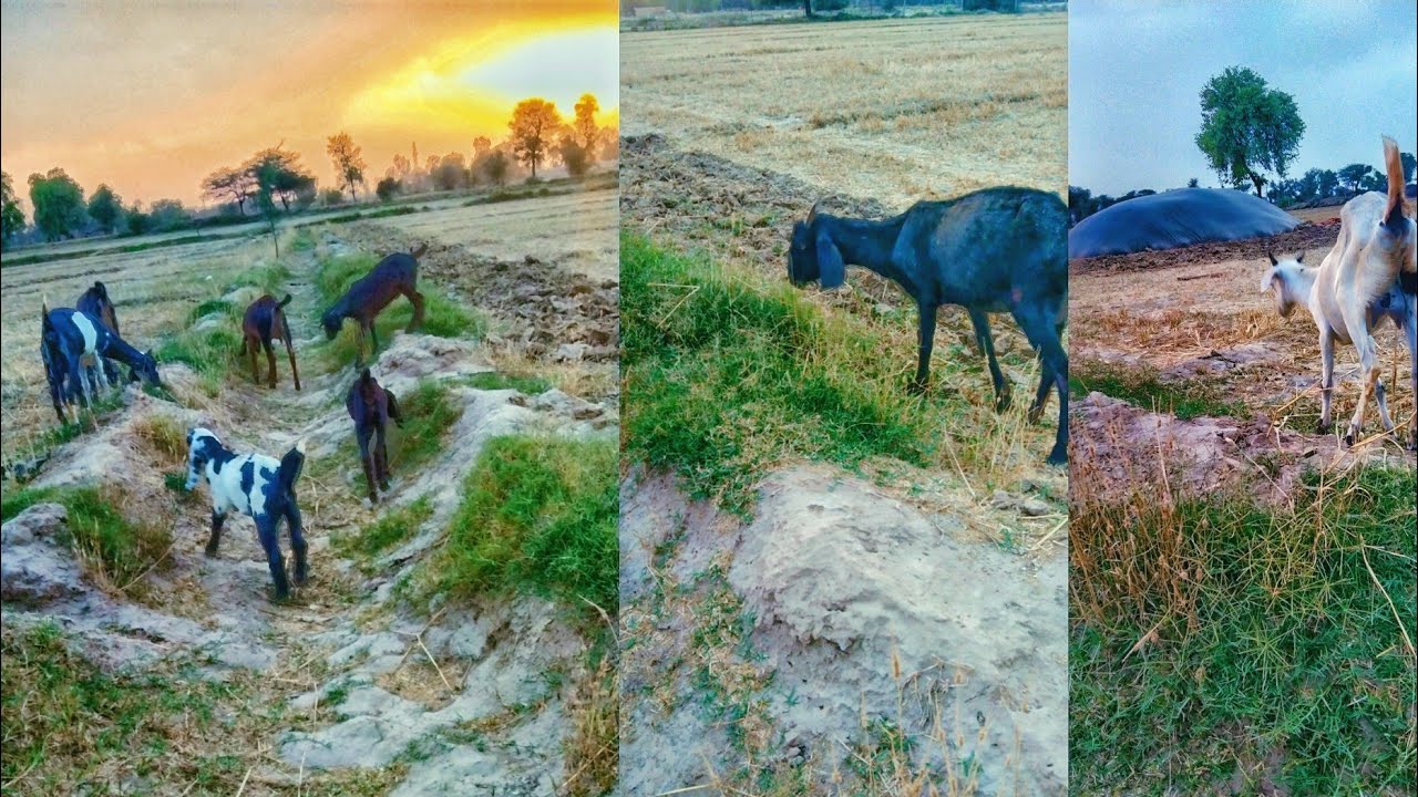 goat palan desi bakriya rajsthan goat farming - YouTube