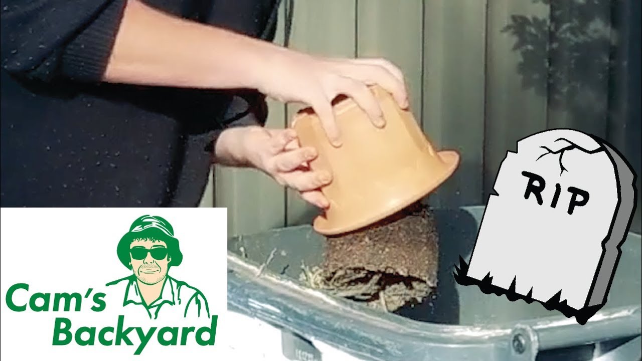 RIP plants - YouTube