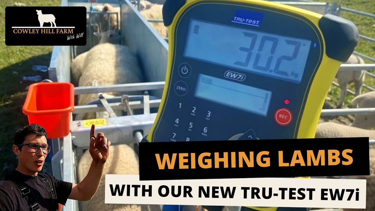 WEIGHING LAMBS WITH OUR NEW TRU TEST EziWeigh 7i WEIGH HEAD - YouTube