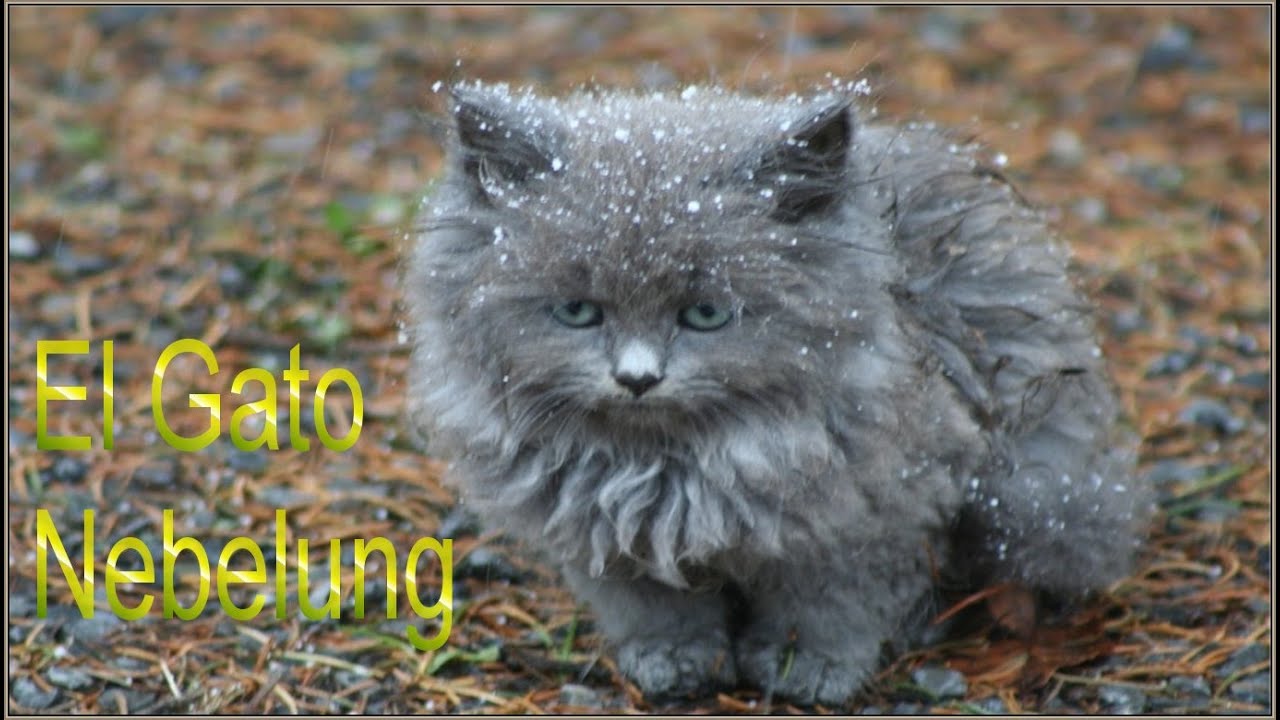El Gato Nebelung - Razas de gatos - YouTube