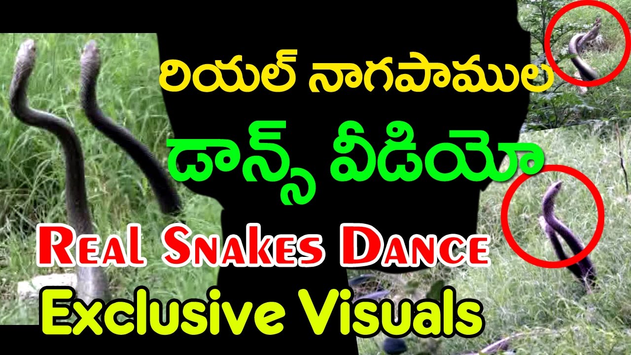 Real Snakes Dance | Real Snake Dance Exclusive Visuals At Tirumala ...