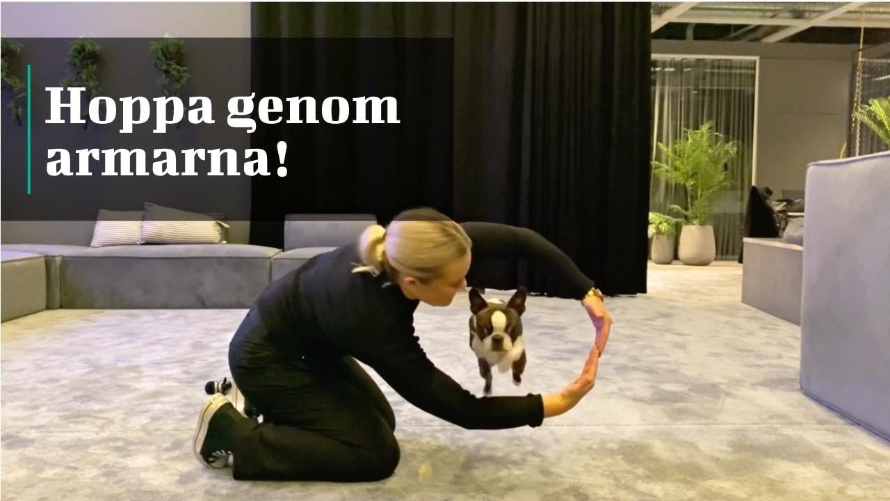 HUNDTRICKS - Så lär du hunden att hoppa genom armarna - YouTube