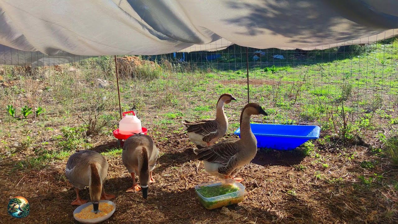 Bad goose mood 🤣 African Geese Quartet 🦢 Mind Healing Farm - YouTube