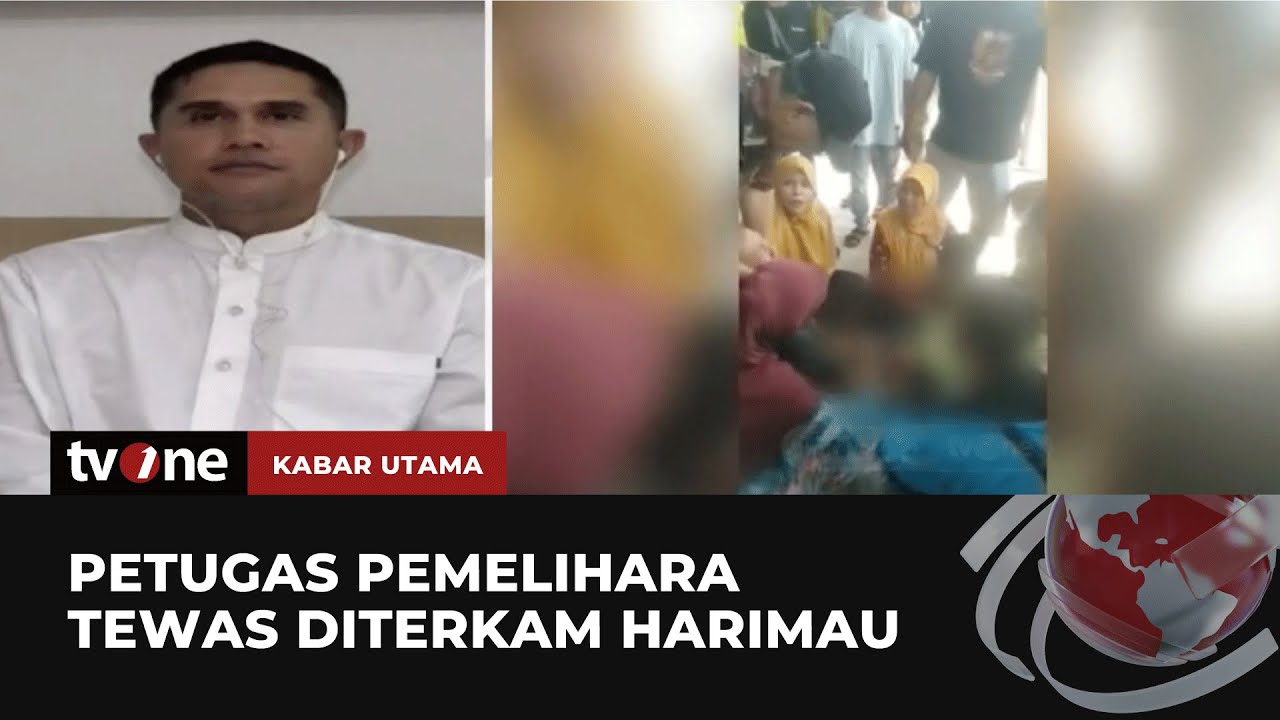 Kronologis Harimau Terkam Petugas Pemelihara hingga Tewas | Kabar Utama ...