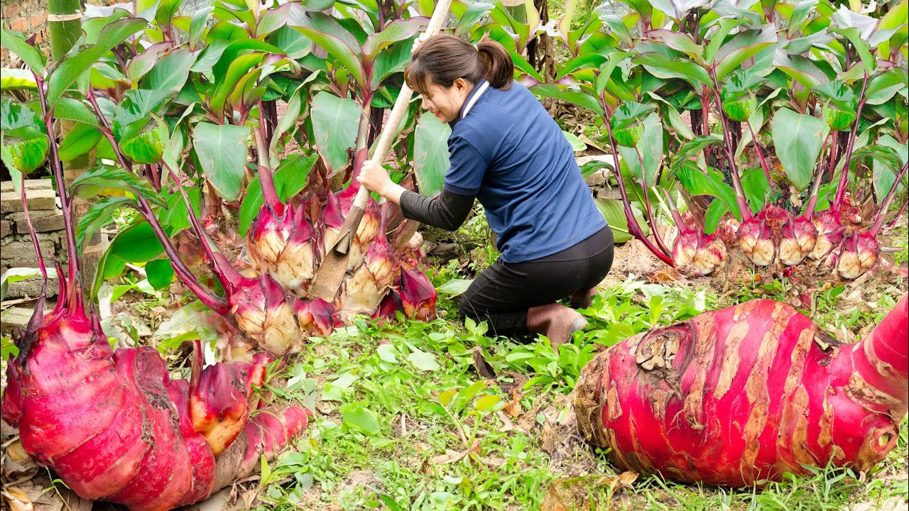 Harvesting Red Arrowroot | The most unique tubers Goes to the market ...